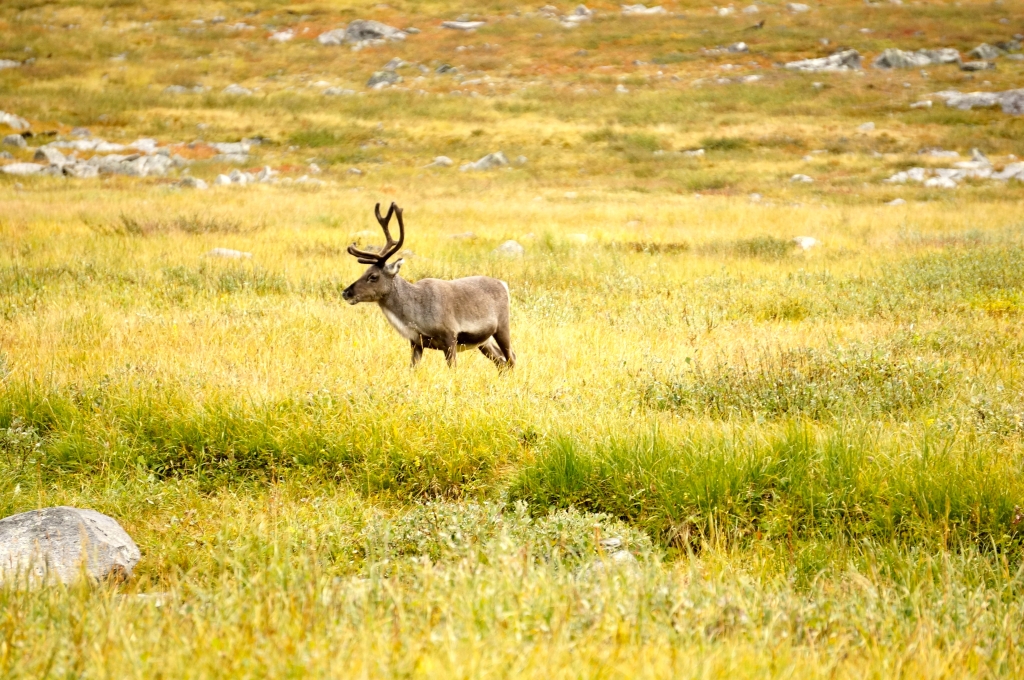 Part 5: Hiking Kungsleden in Autumn – Tjäktja – Sälka - Aether Ariel